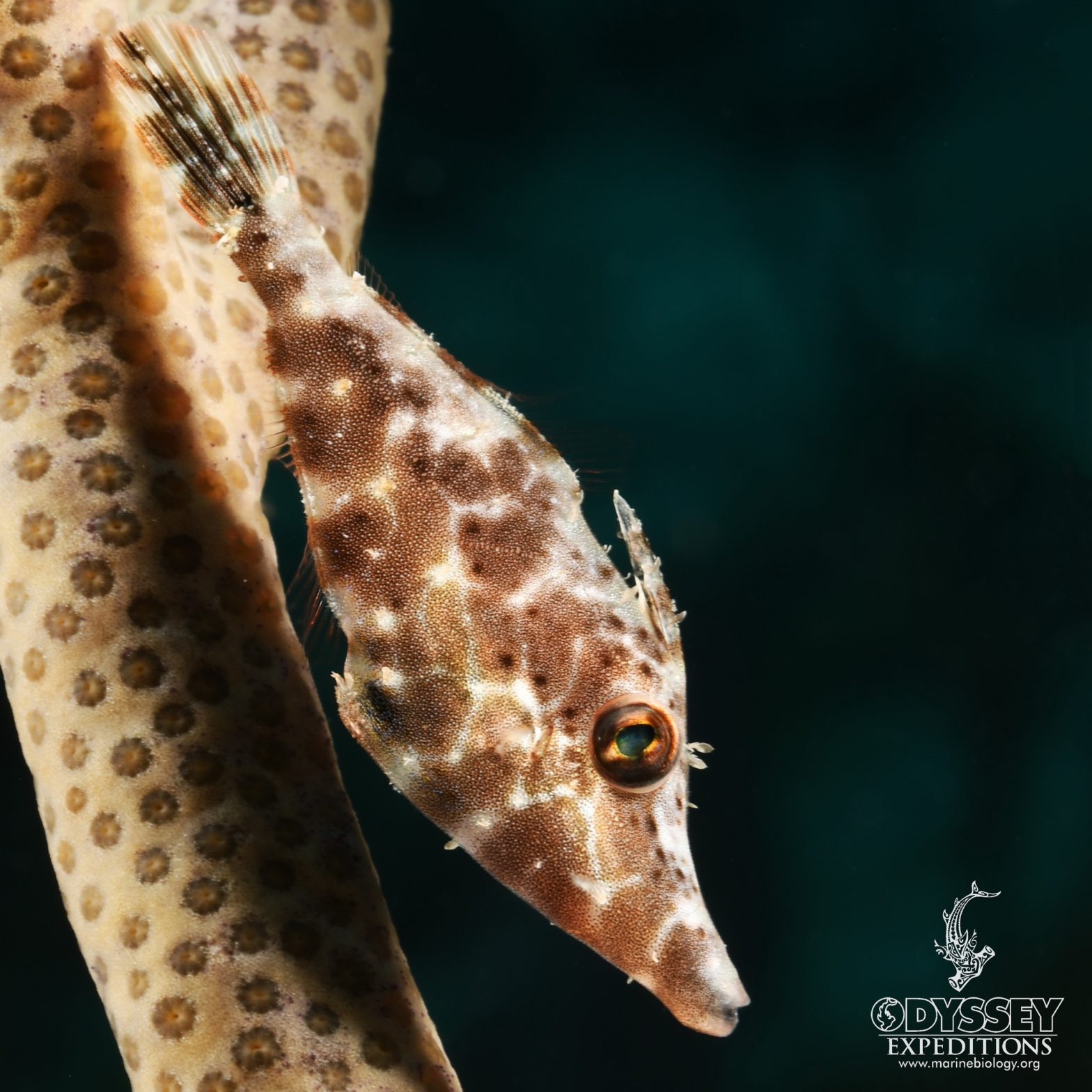 Slender Filefish blends right in | Marine Biology Learning Center