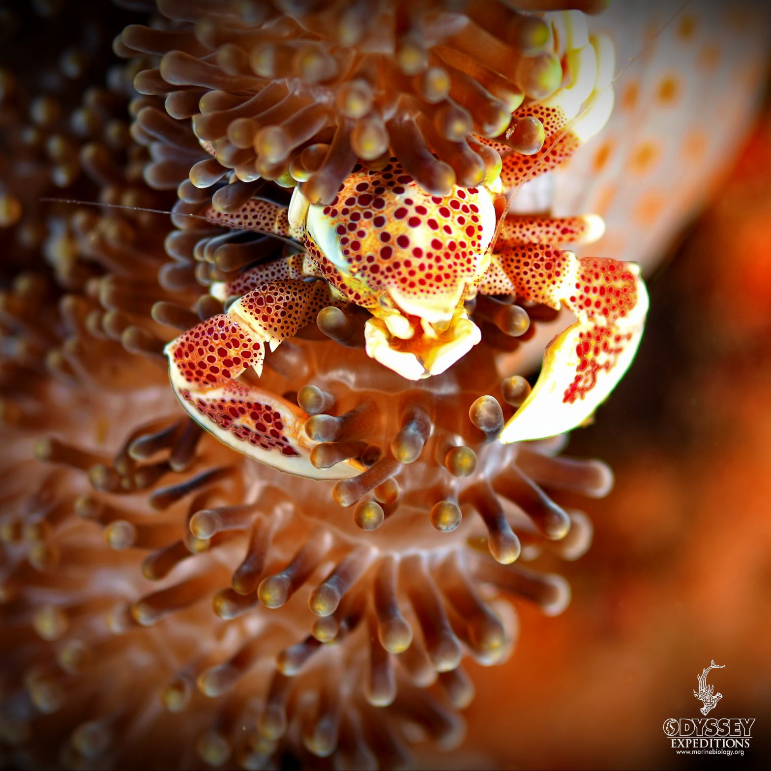 Spotted Porcelain Crab | Marine Biology Learning Center