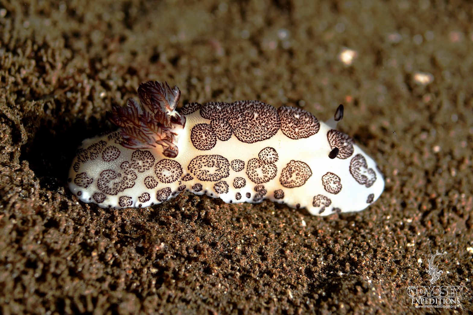 Funeral Nudibranch | Marine Biology Learning Center