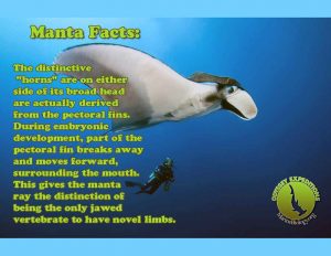 Manta fact | Marine Biology Learning Center