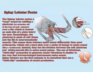 Facts_Spiny_Lobster_rasp | Marine Biology Learning Center