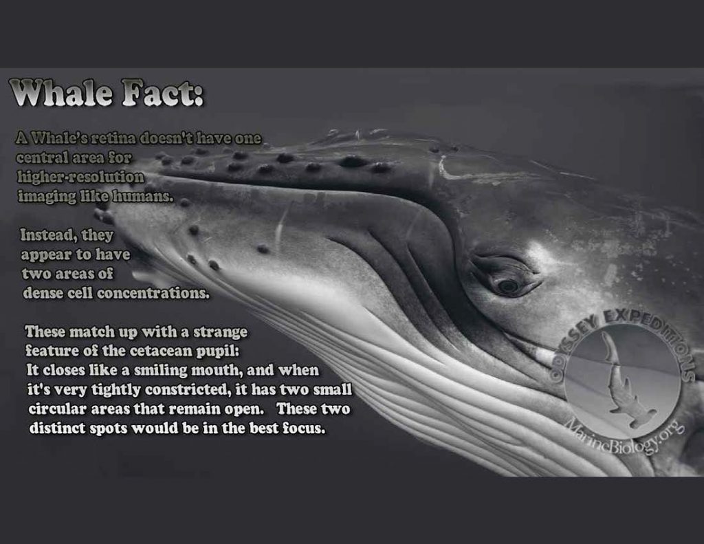 Facts_Whale_eye | Marine Biology Learning Center